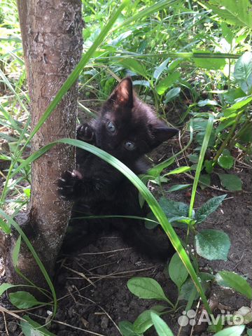 Котенок в добрые руки