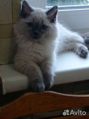 Продам Невского маскарадного котенка