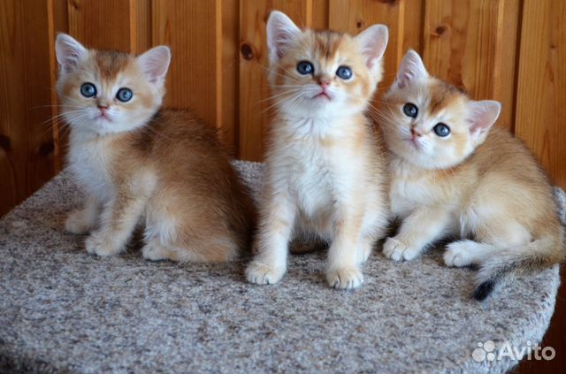 Котята золотая шиншилла