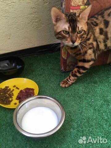 Кот бенгалец