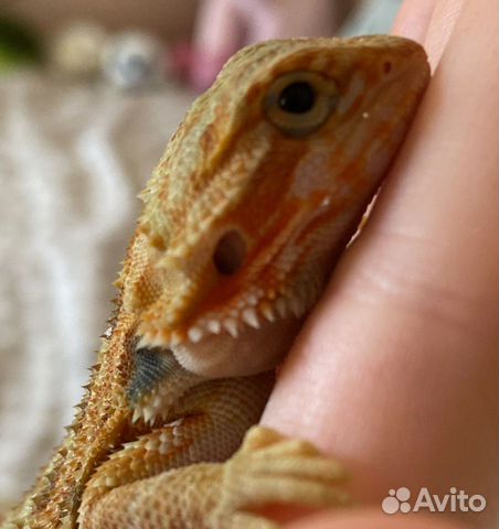 Бородатая агама самка