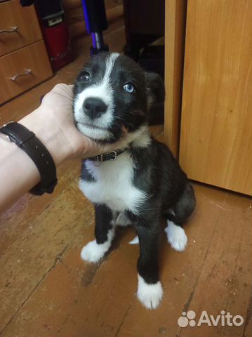 Щенок дворняги