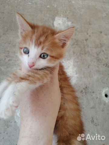 Котенок мальчик в добрые руки