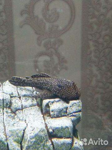 Сомик - анциструс - девочки и мальчики