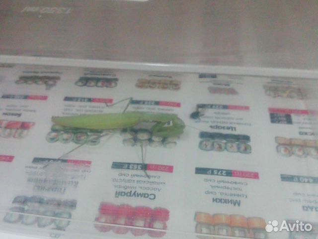 Богомол в добрые руки