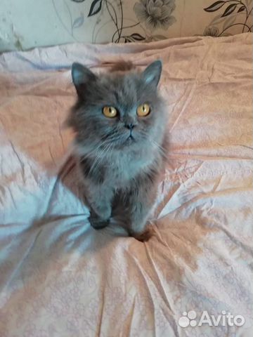 Персидский кот в дар