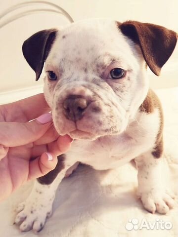 Щенок породы Американский булли шоколадка