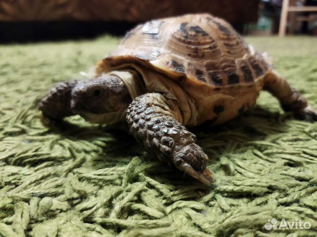 Черепаха сухопутная