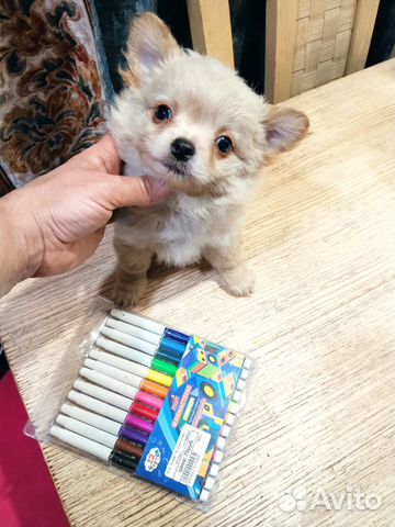 Чихуахуа мини Помидор