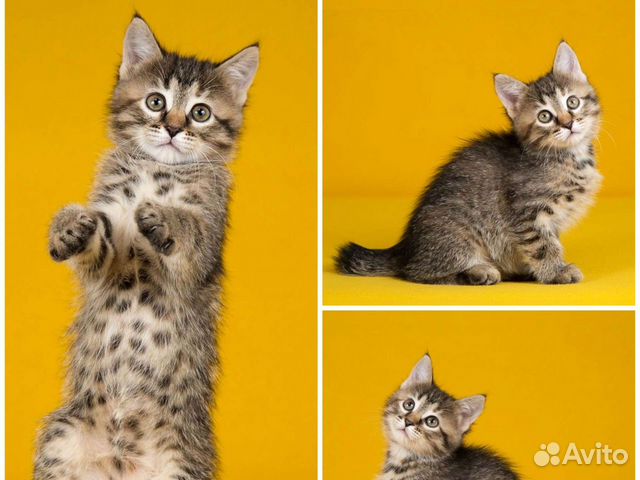 Котёнок малышка тигруля в добрые руки
