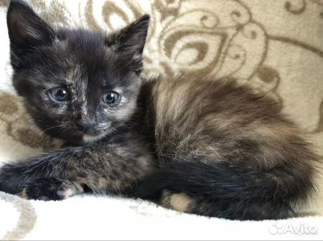 Сестренки - черепашки в добрые руки