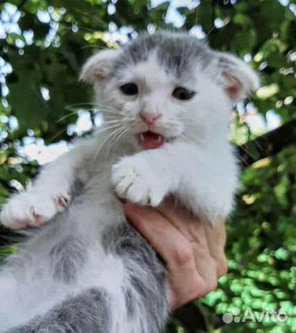Вислоухий чудо котенок Маус 1,5 месяца в дар