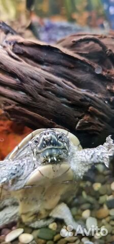 Мускусная Черепаха