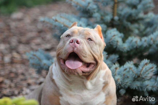 Американский булли