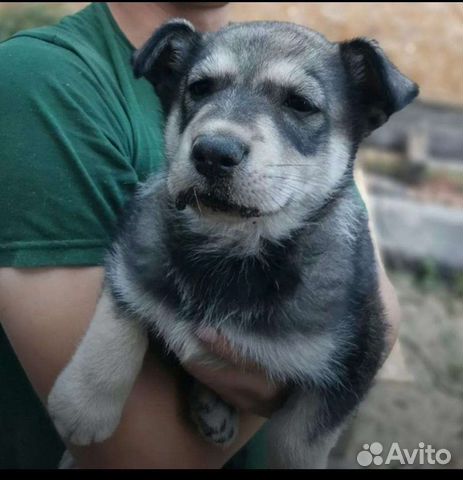 Щенок в добрые руки