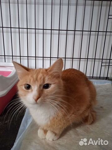Рыжуля Кошка