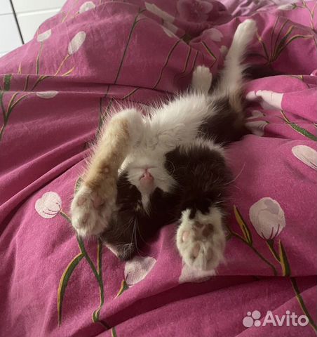 Котенок мечта в самые добрые руки