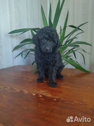 Щенки Пудель