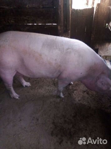 Поросенок ландрас