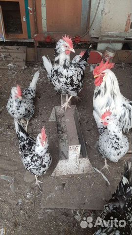 Куры легорн долматинец
