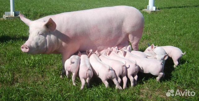 Свиноматки племенные Крупная белая