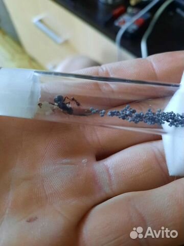 Messor structor и camponotus vagus