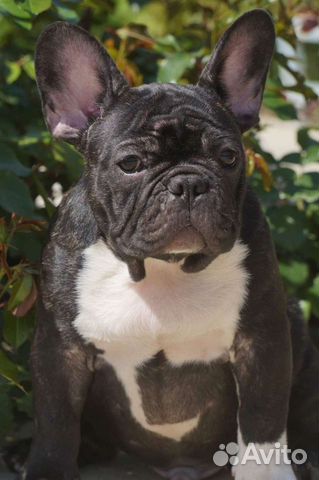 Французский бульдог