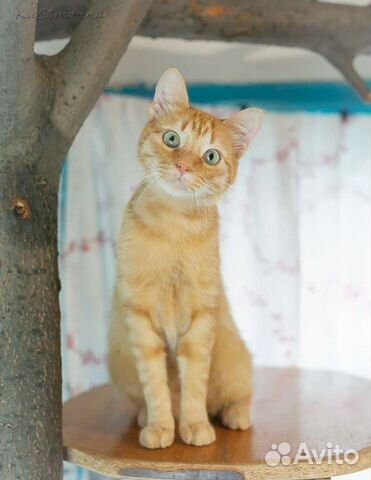 Кот Плуто