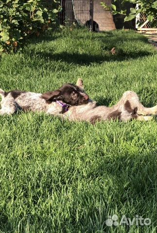 Щенки дратхаара Элита