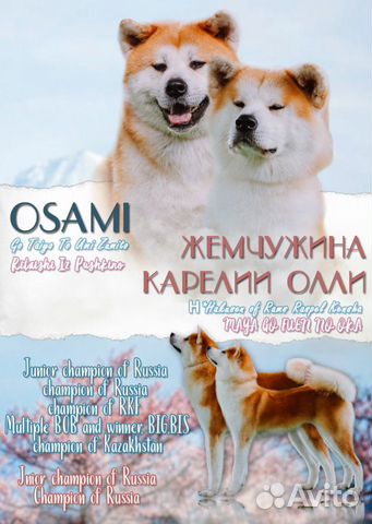 Щенки акита-ину