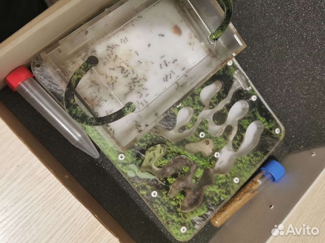 Муравьиная ферма бу Art Planet