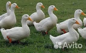 Утиные яйца для инкубации агидель