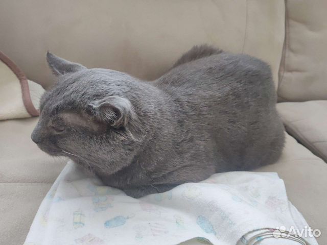 Отдам Кота в добрые руки