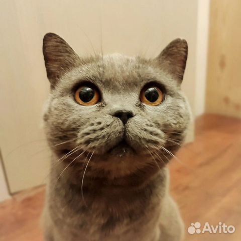 Британская кошка, 3 года, бесплатно