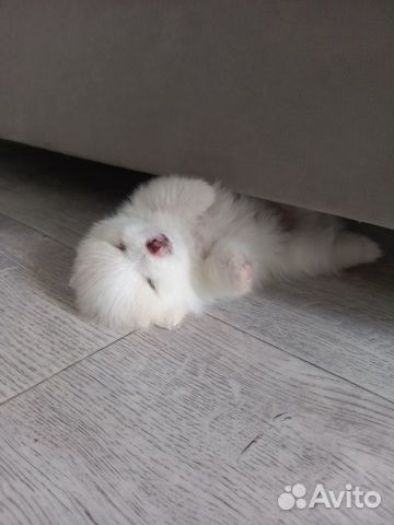 Померанские мишки