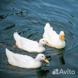 Утки живым весом и мясом