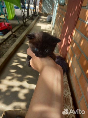 Милые котята от вислоухой кошки