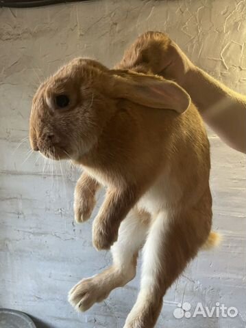 Бургунские кролики