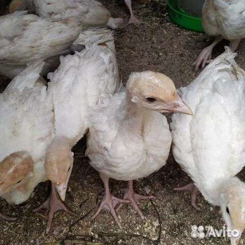 Индюшата белая широкогрудая