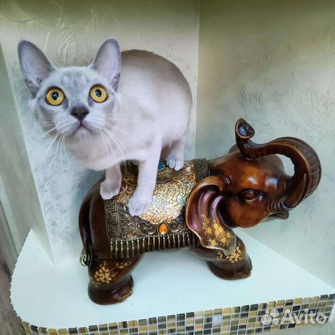 Бурманские котята разных окрасов