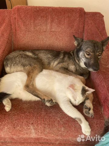 Нежная собака Сони ищет родителей