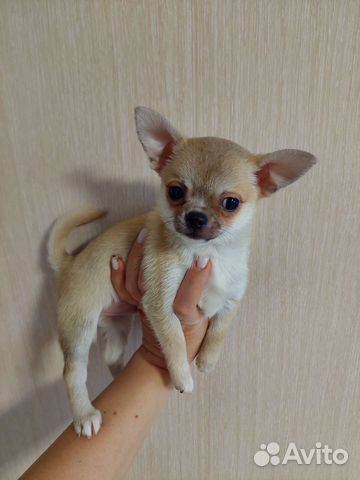 Чихуахуа мальчик