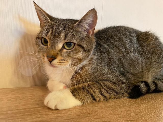 Маленькая кошечка в добрые руки, в дар, бесплатно