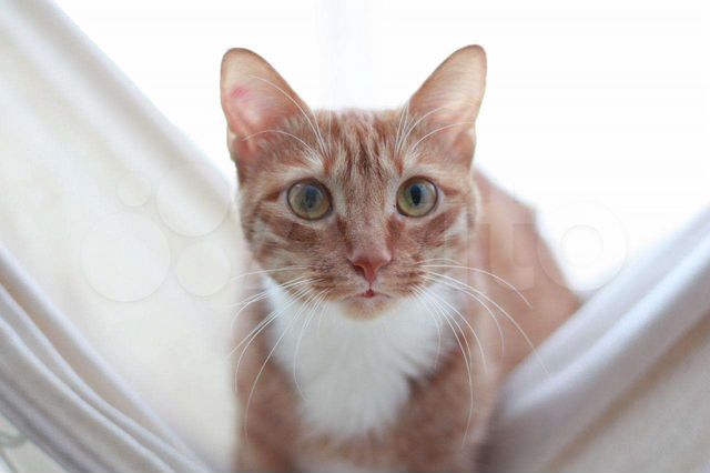 Красавица Сильва в добрые руки