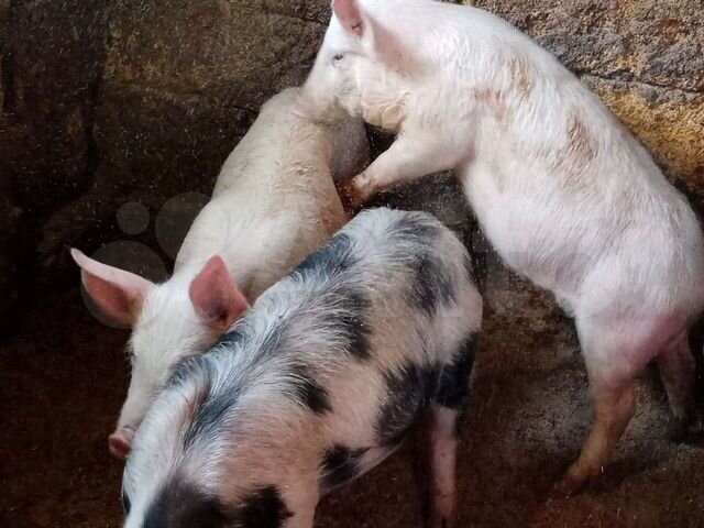 Хрячки на племя