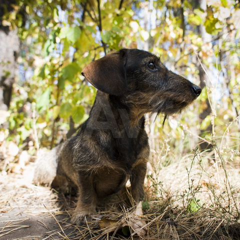 Кроличья Такса