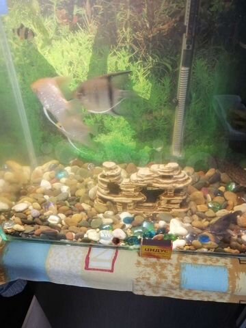 3 скалярки, 3 таракатума