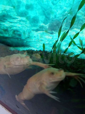 Белая аквариумная лягушка - шпорцевая лягушка