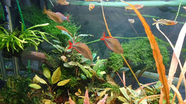 Мхи, папоротники и криптокорины