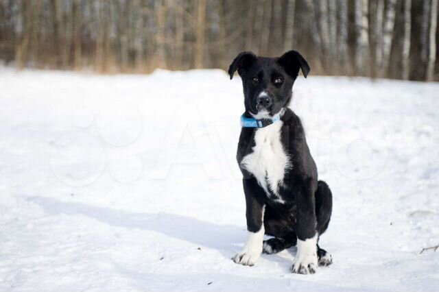 София, 3 месяца, ищет дом